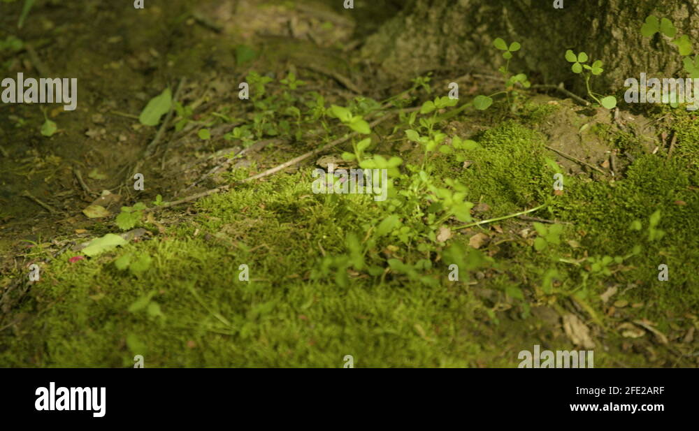 Mossy forest Stock Videos & Footage - HD and 4K Video Clips - Alamy