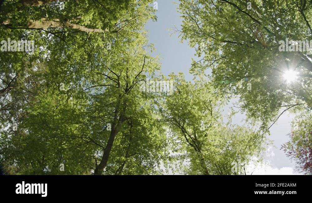 Sunlight treetops Stock Videos & Footage - HD and 4K Video Clips - Alamy