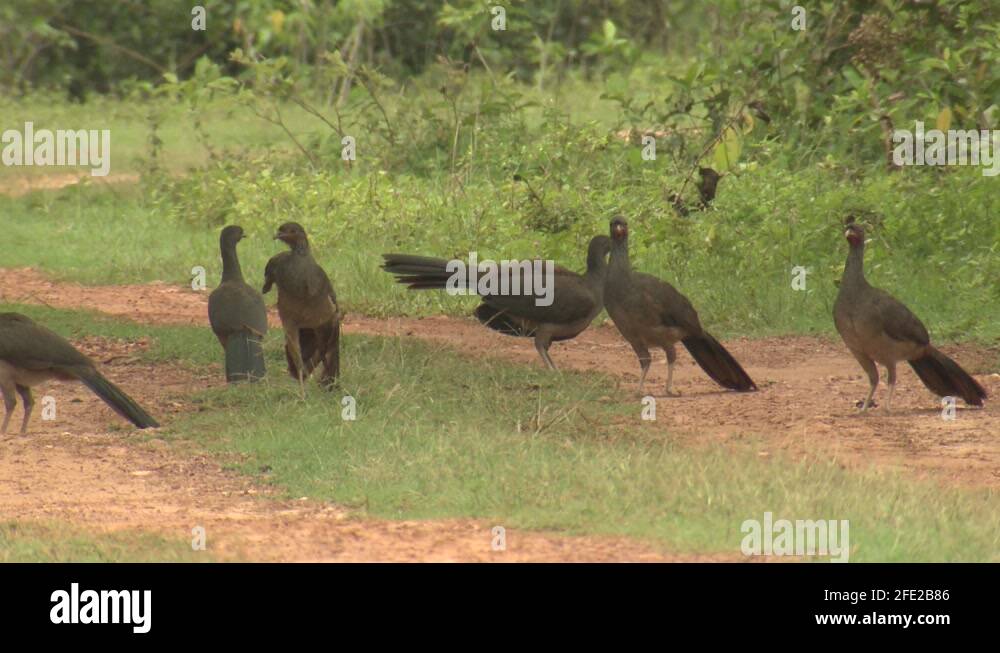 Alarmed bird Stock Videos & Footage - HD and 4K Video Clips - Alamy