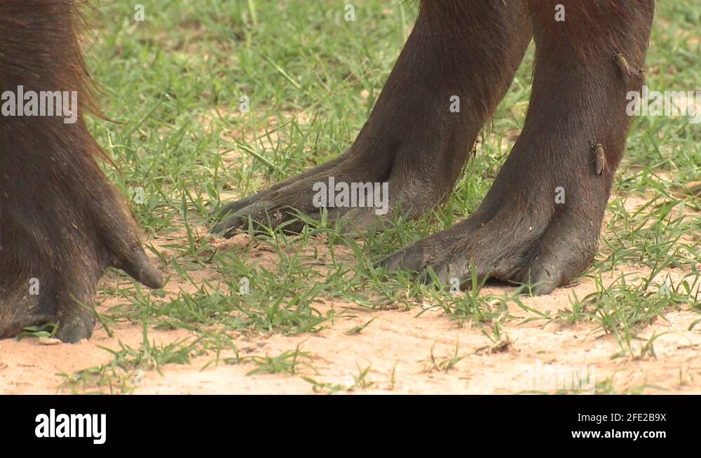 Webbed feet toes Stock Videos & Footage - HD and 4K Video Clips - Alamy
