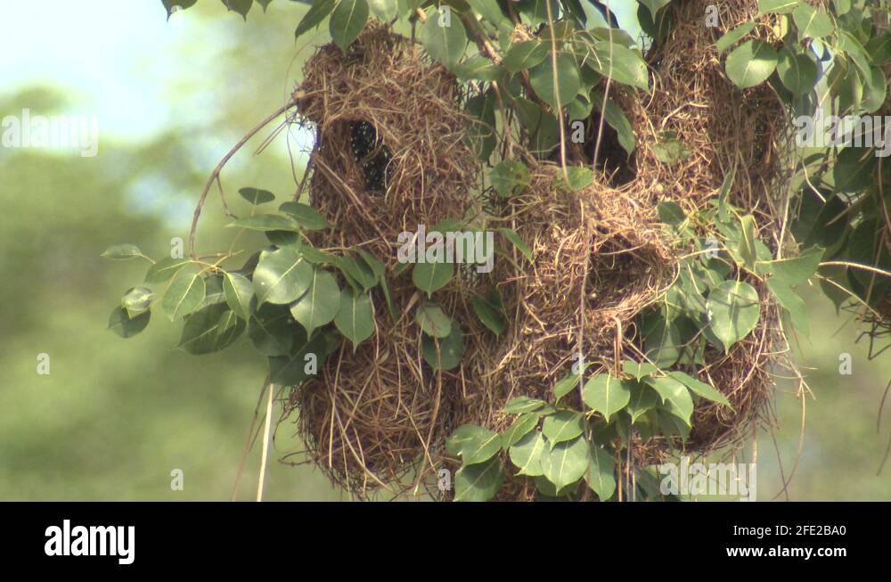 Colonial nesting birds Stock Videos & Footage - HD and 4K Video Clips ...