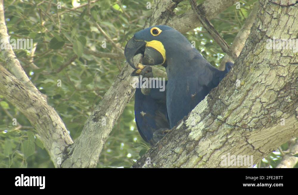 Parrot feet macaw Stock Videos & Footage - HD and 4K Video Clips - Alamy