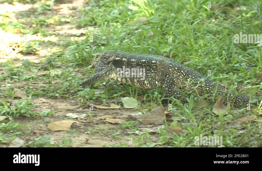 Argentine giant tegu Stock Videos & Footage - HD and 4K Video Clips - Alamy