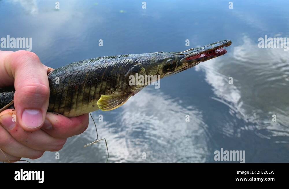 Alligator gar teeth Stock Videos & Footage - HD and 4K Video Clips - Alamy