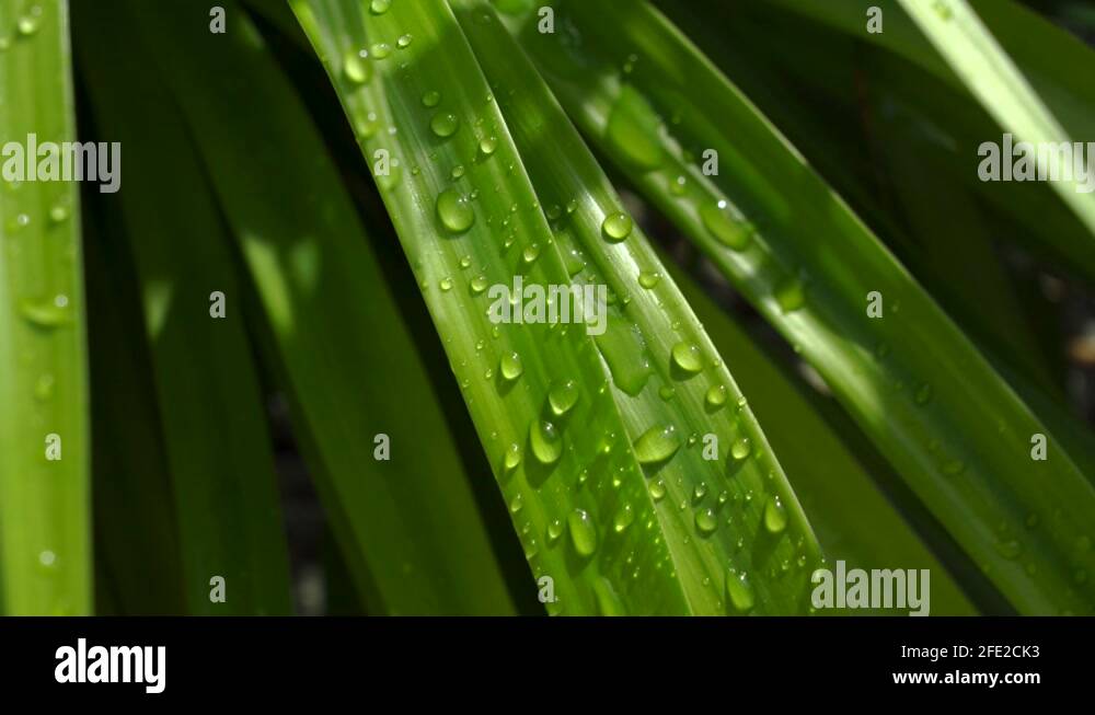 Beauty of rain water Stock Videos & Footage - HD and 4K Video Clips - Alamy