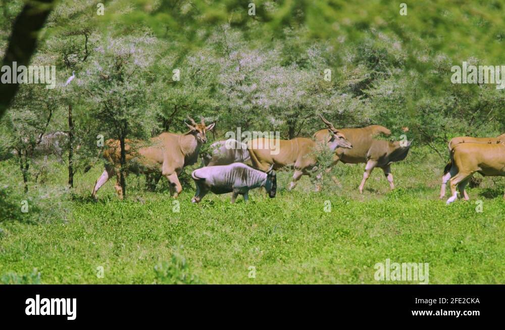 Antelope ranch africa Stock Videos & Footage - HD and 4K Video Clips ...