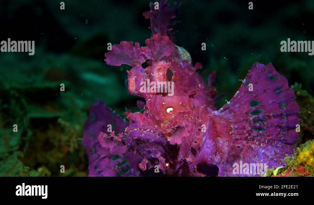 Rhinopias frondosa purple Weedy Scorpionfish with parasite Lembeh 4k ...