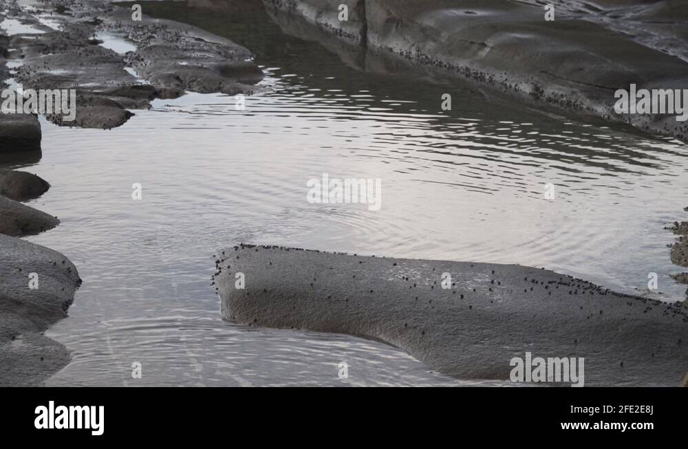 Tide pool filled with tiny creatures creating ripples on surface of the ...
