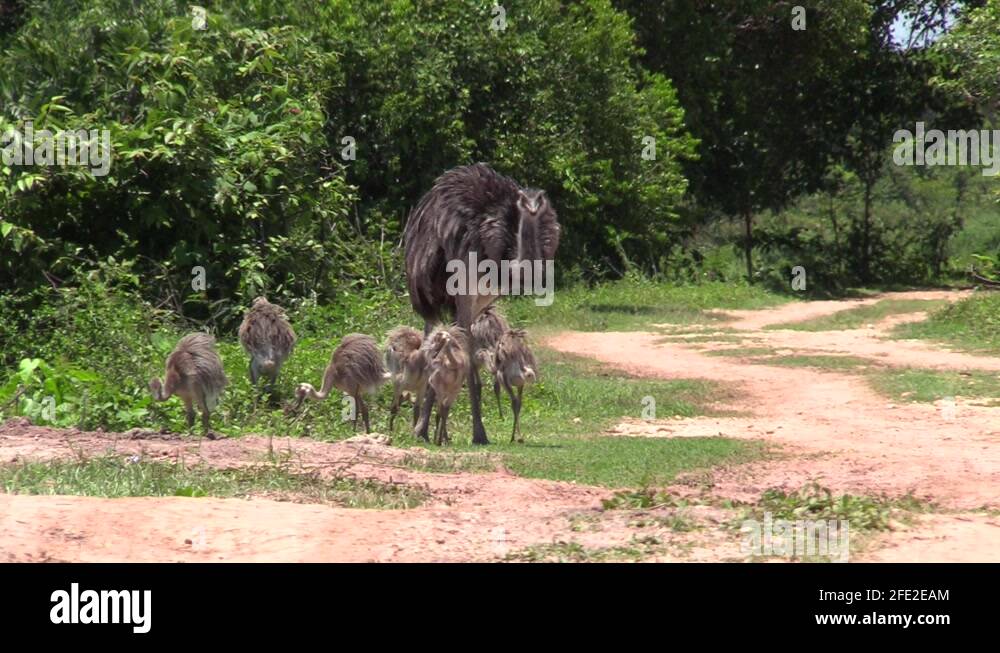 Family south america not peru Stock Videos & Footage - HD and 4K Video ...