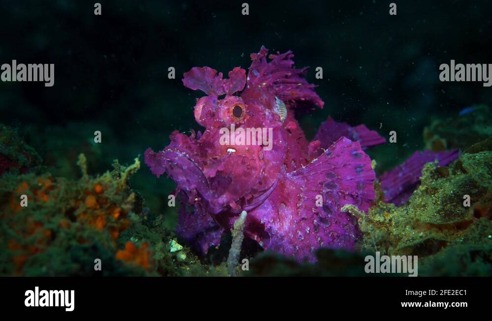 Rhinopias frondosa purple Weedy Scorpionfish with parasite Lembeh 4k ...