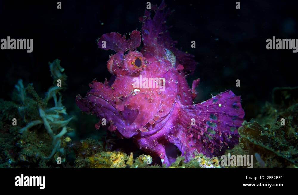Rhinopias frondosa purple Weedy Scorpionfish with parasite Lembeh 4k ...