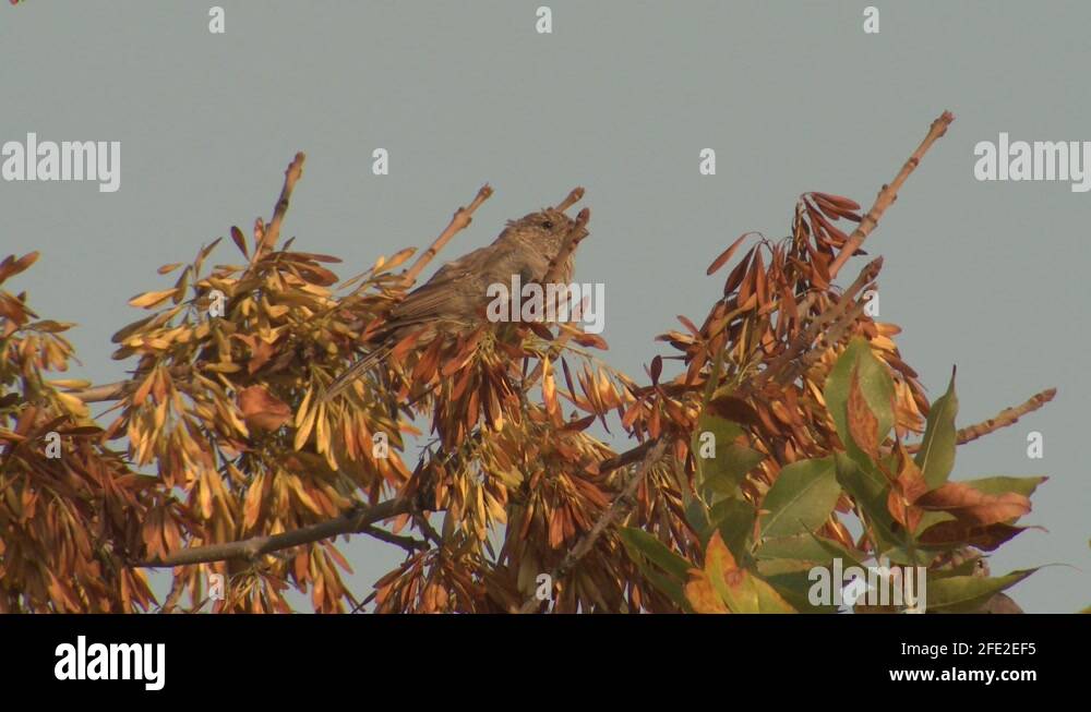 Finch bird seed Stock Videos & Footage - HD and 4K Video Clips - Alamy