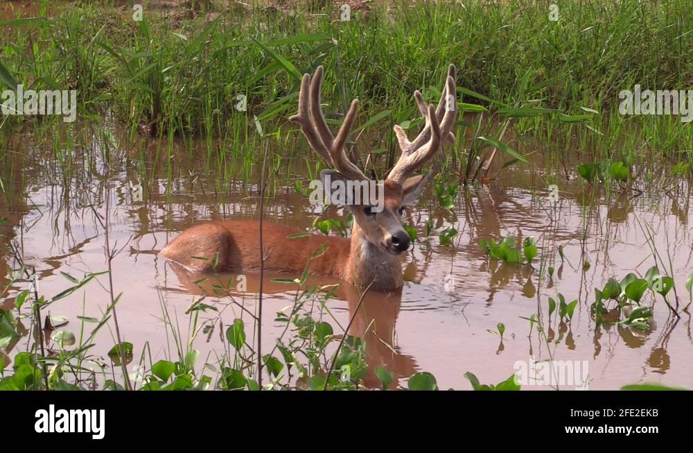 Cooling marsh Stock Videos & Footage - HD and 4K Video Clips - Alamy