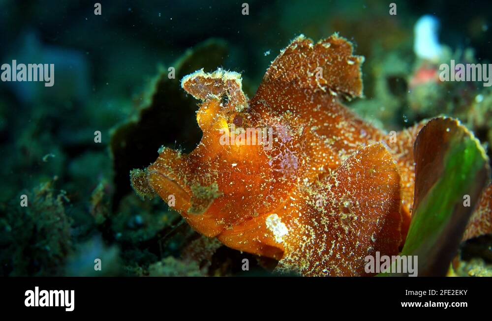 Rhinopias eschmeyeri paddle-flap Rhinopias Scorpionfish with parasite ...