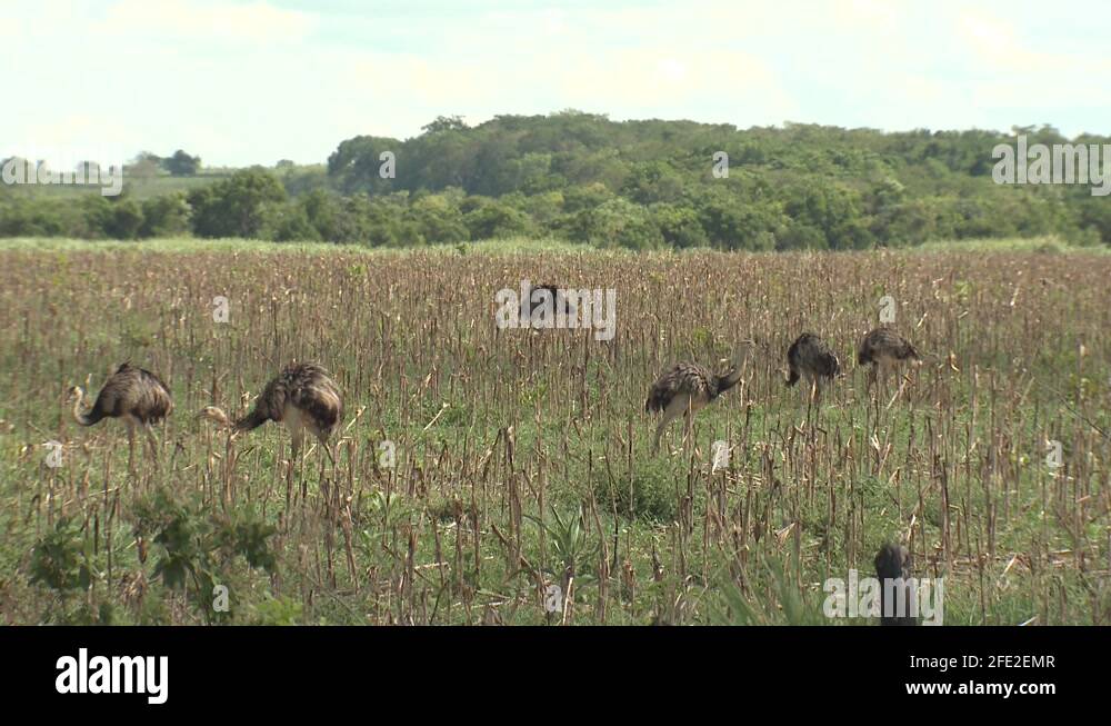 Rhea farm Stock Videos & Footage - HD and 4K Video Clips - Alamy