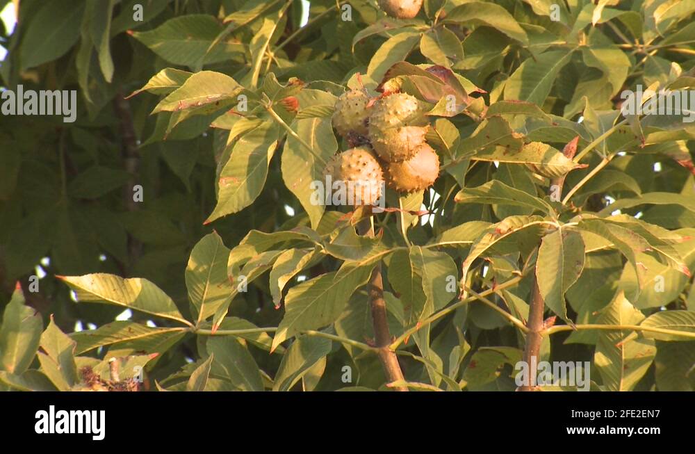 Mast tree Stock Videos & Footage - HD and 4K Video Clips - Alamy