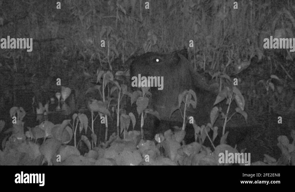 Capybara Adult Young at Night Alarmed Nervous Looking Around in Wetland ...