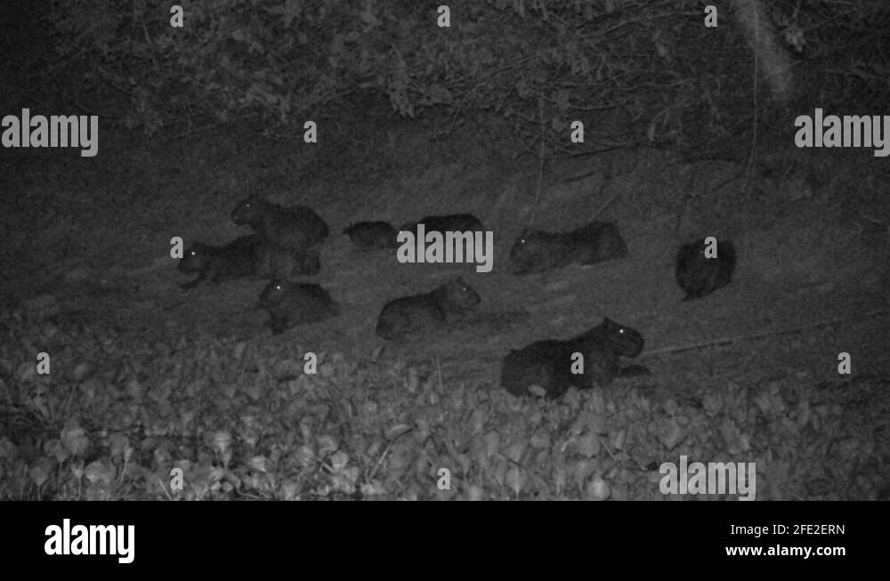Capybara Troop Pack Herd Resting at Night in Pantanal Brazil in ...