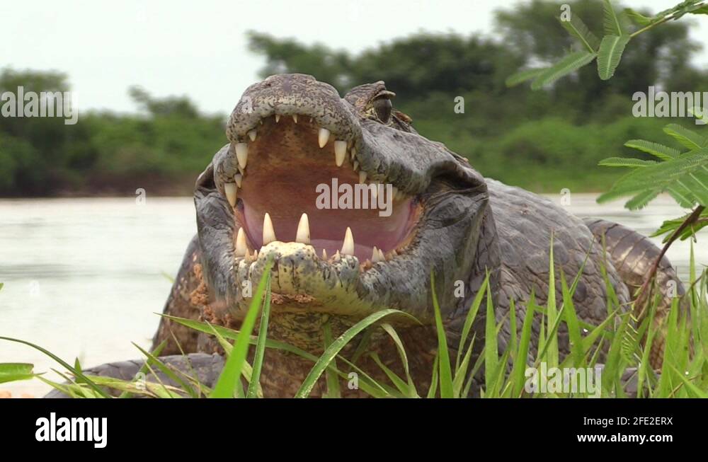 Teeth of caiman yacare Stock Videos & Footage - HD and 4K Video Clips ...