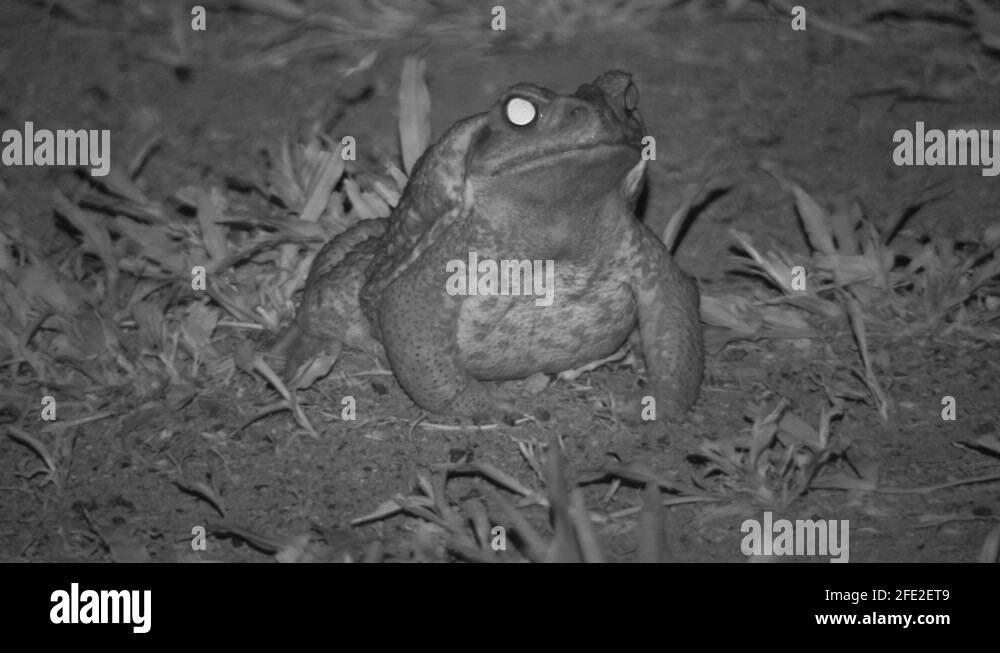 Toad Yawning Open Mouth Gape at Night in Infrared in Brazil Pantanal ...
