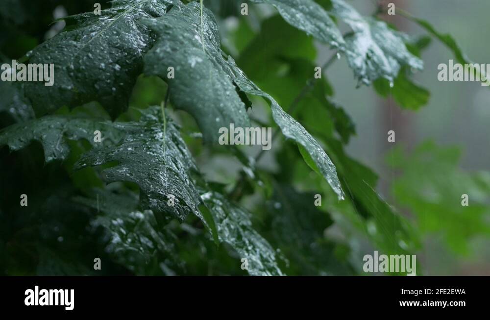 Rain falling on oak leaves Stock Videos & Footage - HD and 4K Video ...