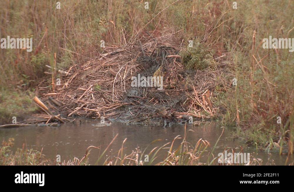 House den Stock Videos & Footage - HD and 4K Video Clips - Alamy