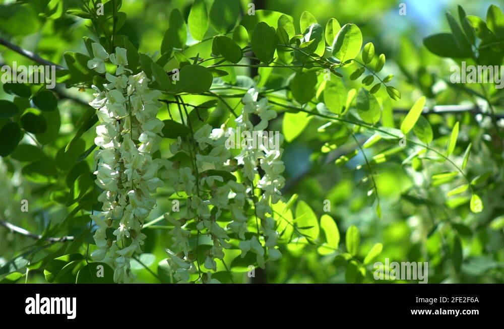 Flowering acacia tree Stock Videos & Footage - HD and 4K Video Clips ...