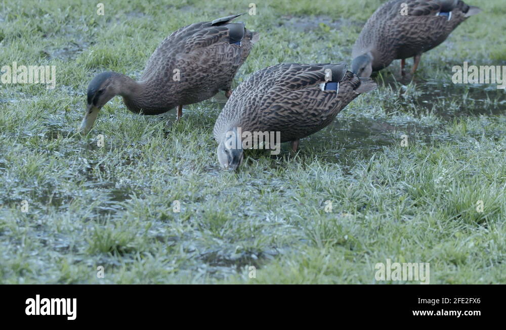 Wild ducks eating and drinking water from a puddle in a park Stock ...