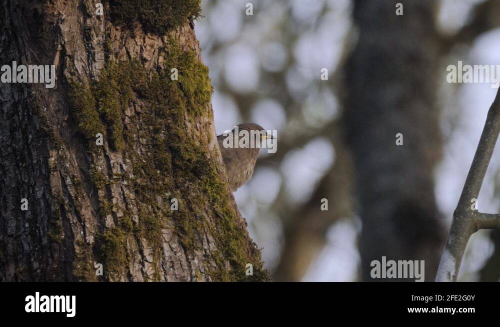 two baby grey starling bird chicks nesting in hollow tree hungry ...