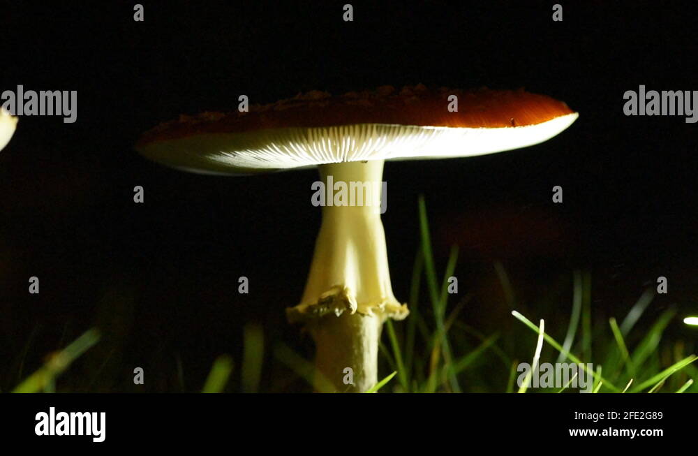 Mushroom spore micro Stock Videos & Footage - HD and 4K Video Clips - Alamy