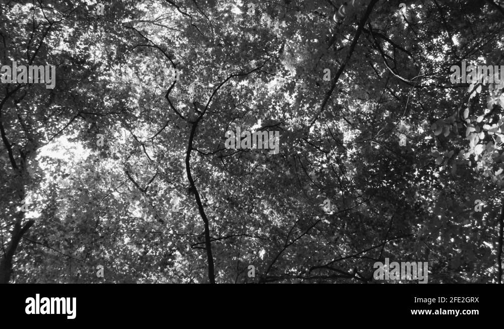 Spinning trees in a forest, black and white. Looking up. Concept of ...