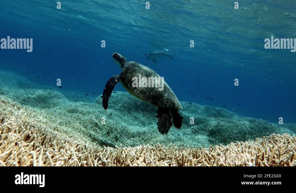 Green sea turtles flippers Stock Videos & Footage - HD and 4K Video ...