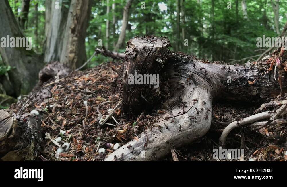 Wood Ants nest with busy ants on a tree stump and a woodland background ...