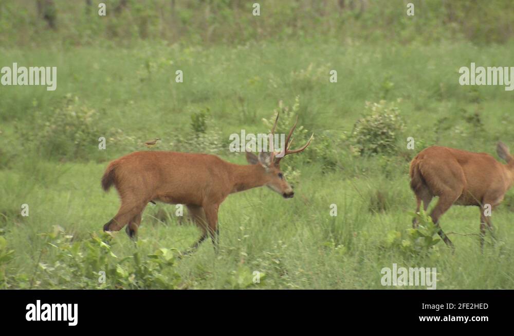 Breeding mount Stock Videos & Footage - HD and 4K Video Clips - Alamy
