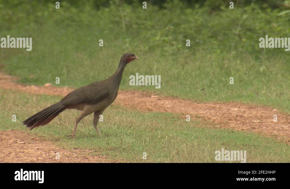 Spread tail Stock Videos & Footage - HD and 4K Video Clips - Alamy