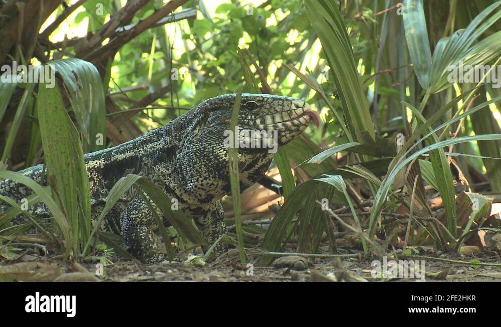 Black And White Tegu Lizard Walking Moving Sticking Tongue Out in ...
