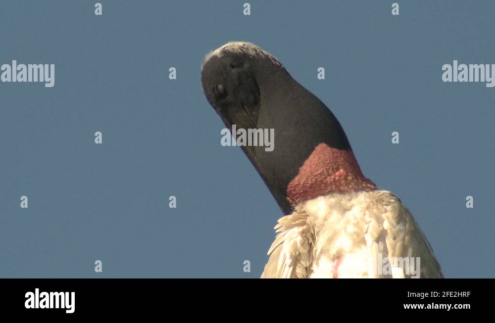 Adult head sky Stock Videos & Footage - HD and 4K Video Clips - Alamy