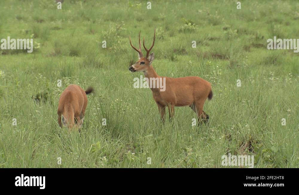 Buck mating season Stock Videos & Footage - HD and 4K Video Clips - Alamy