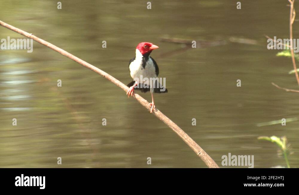Red cardinal flying Stock Videos & Footage - HD and 4K Video Clips - Alamy