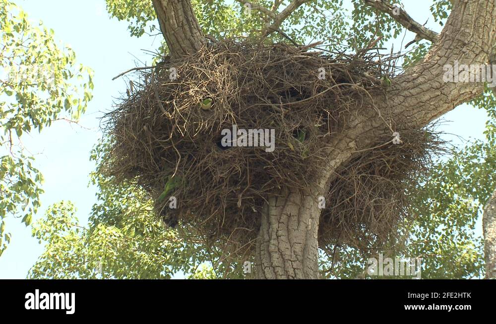 A colonial species Stock Videos & Footage - HD and 4K Video Clips - Alamy