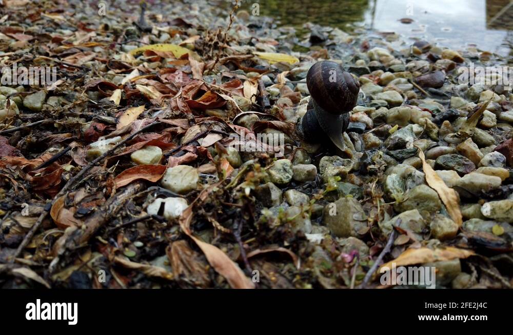 Dead snail shell Stock Videos & Footage - HD and 4K Video Clips - Alamy