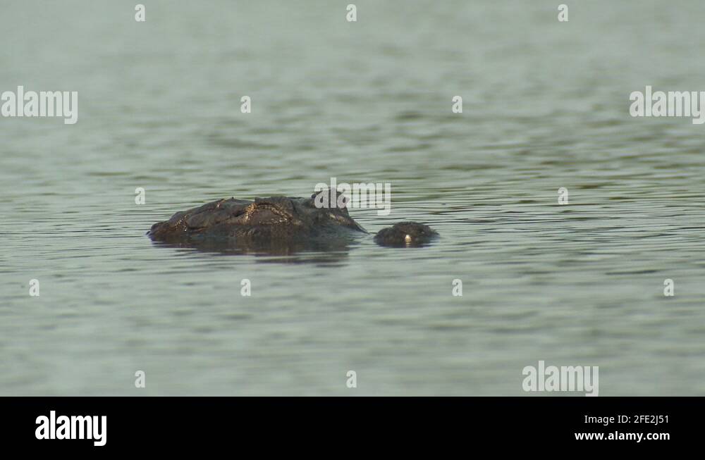 Sleeping caiman Stock Videos & Footage - HD and 4K Video Clips - Alamy