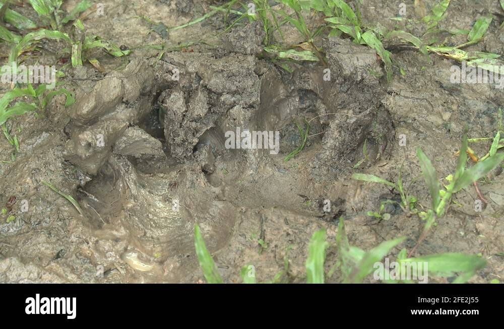 South American Brazilian Tapir Tracks Footprints in Trail Mud in ...