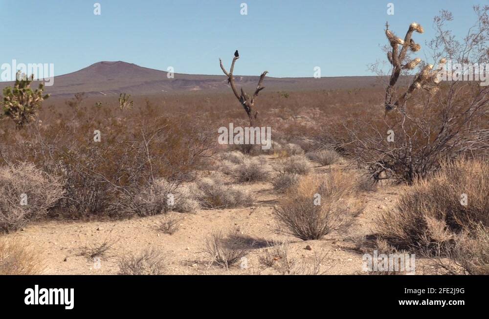 North american raven Stock Videos & Footage - HD and 4K Video Clips - Alamy