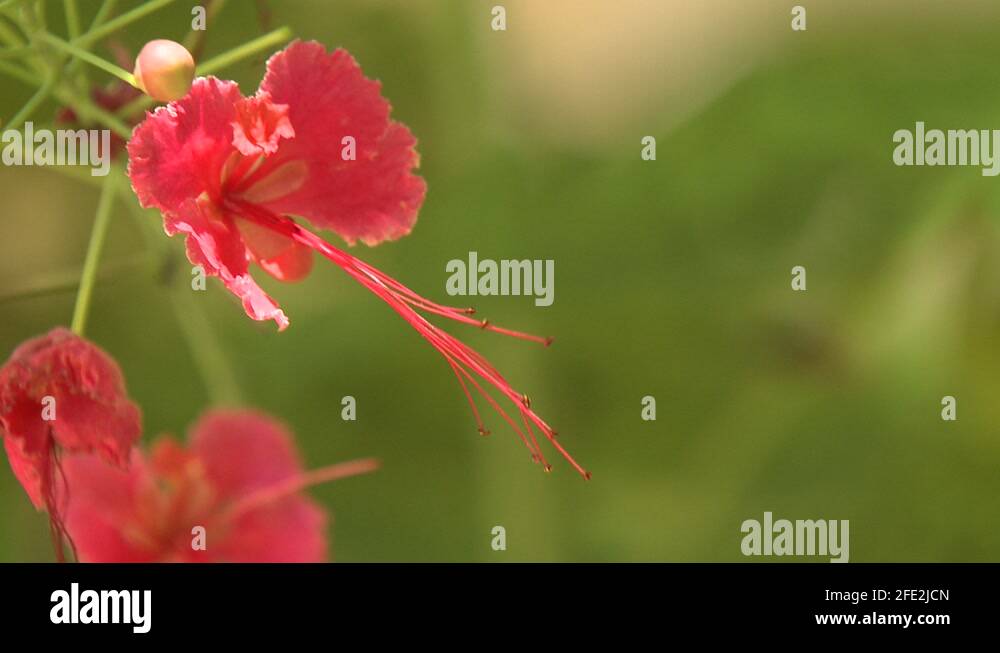 Long flowering shrub Stock Videos & Footage - HD and 4K Video Clips - Alamy