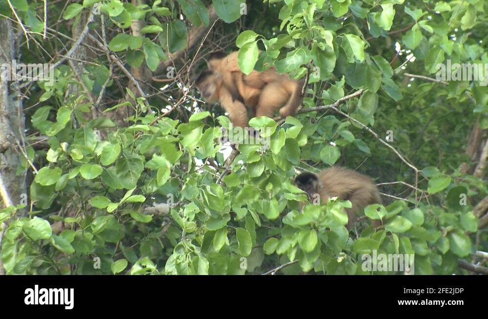 Tufted Capuchin Monkey Adult Baby Monkeys Climbing Jumping Leaping in ...
