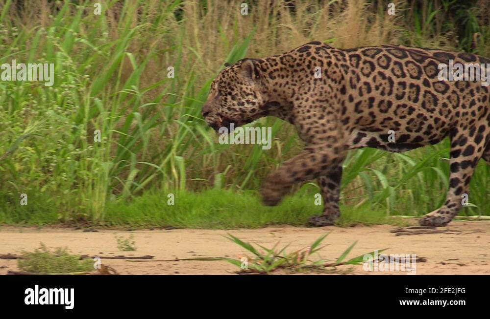 Jaguar teeth Stock Videos & Footage - HD and 4K Video Clips - Alamy