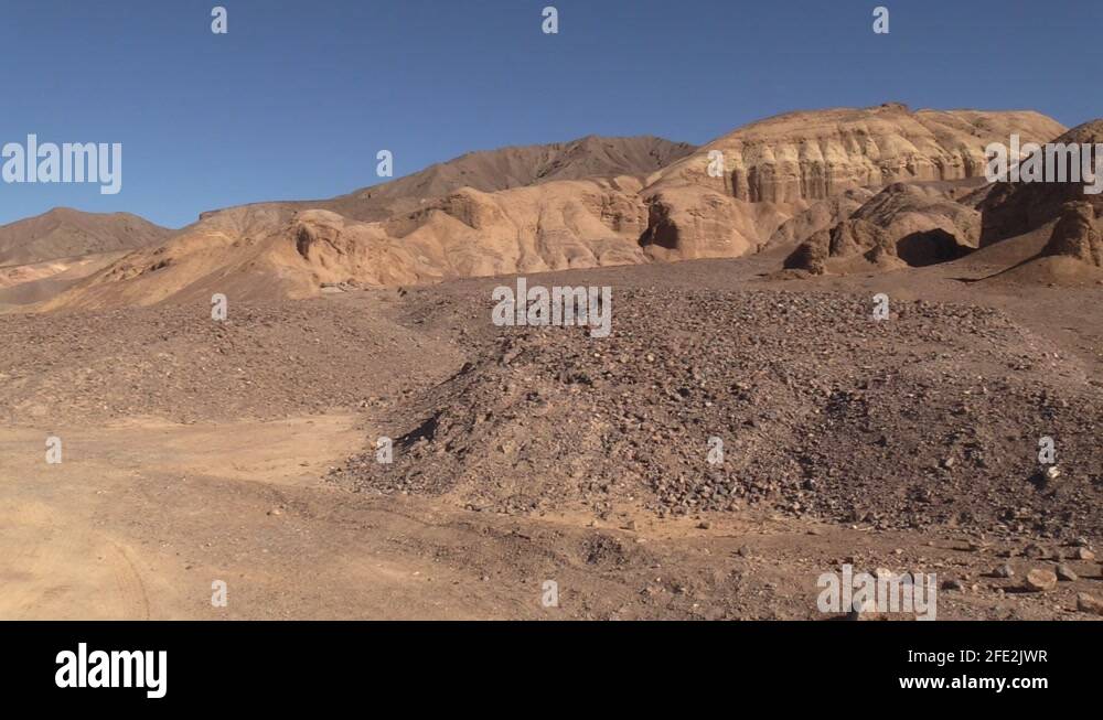 North american jackal Stock Videos & Footage - HD and 4K Video Clips ...