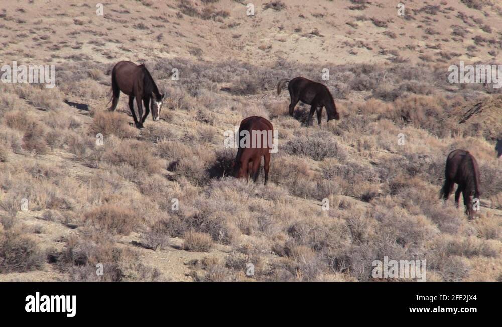 Feral animal management Stock Videos & Footage - HD and 4K Video Clips ...