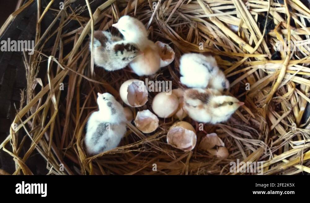 Just after hatching Stock Videos & Footage - HD and 4K Video Clips - Alamy
